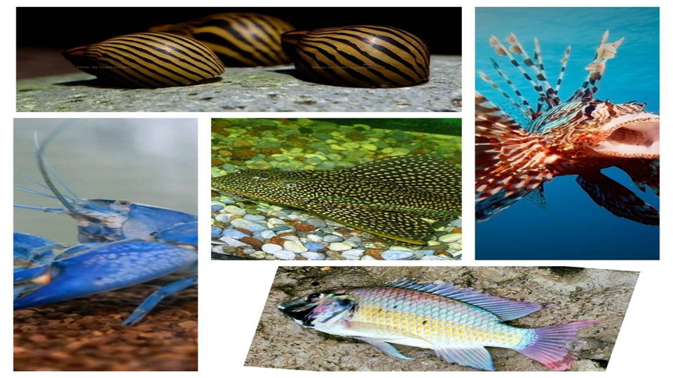 เปิดเส้นทางสัตว์ต่างถิ่น จากธุรกิจปลาสวยงามสู่หายนะน่านน้ำไต้หวัน - สยามรัฐ