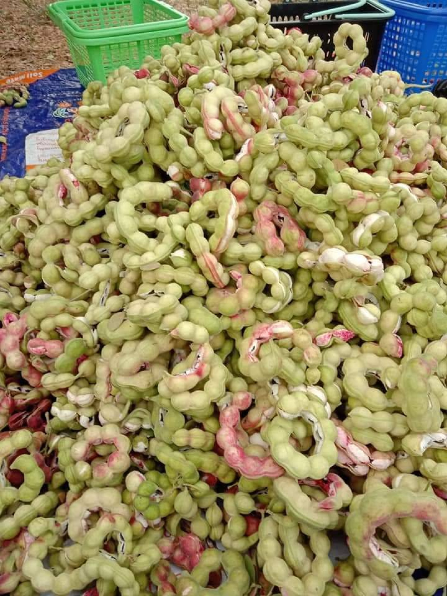 พลิกชีวิตใหม่สมาชิก”สหกรณ์นิคมด่านช้าง จำกัด"จากอาชีพเสริมสู่รายได้หลัก ...